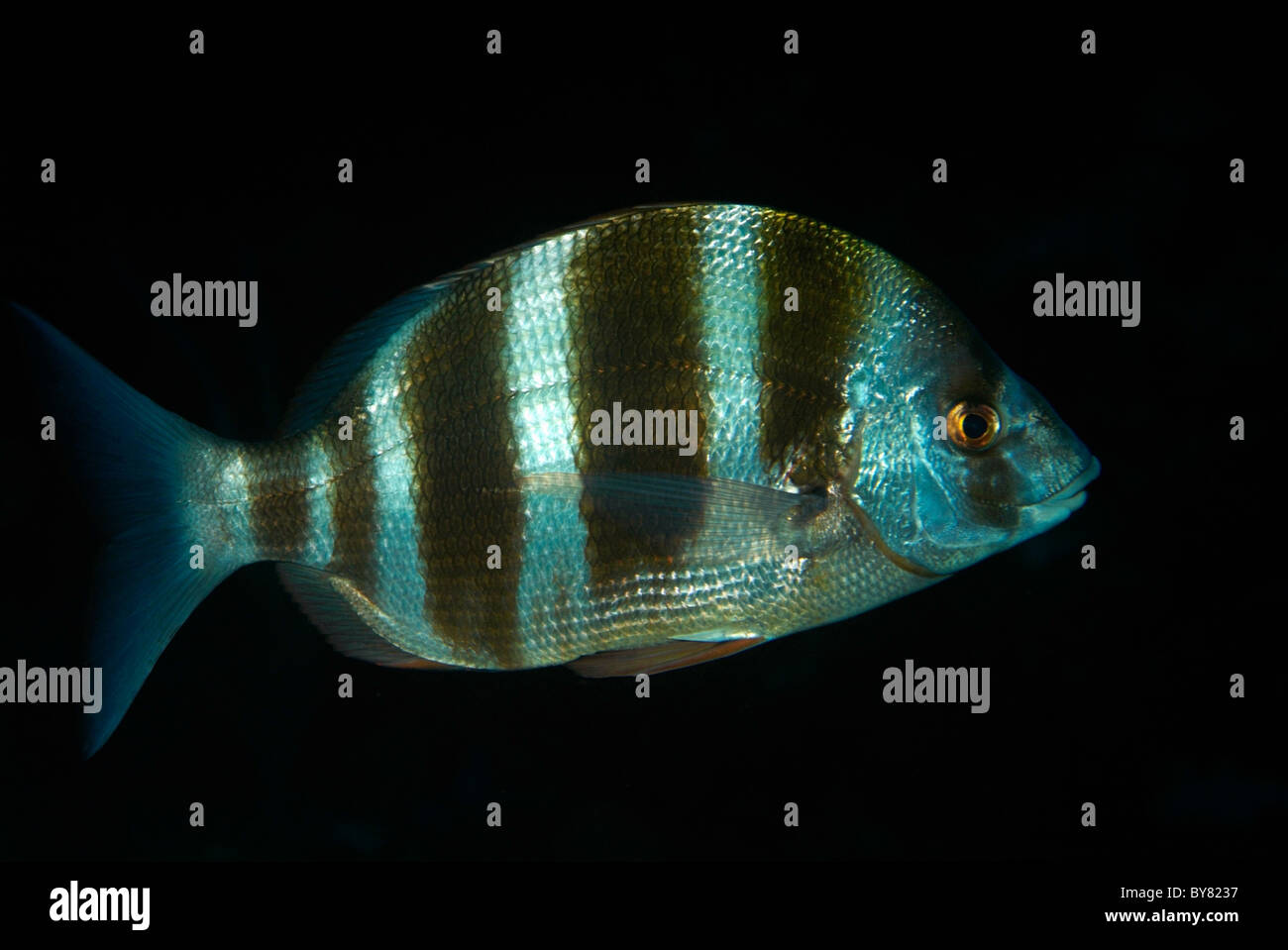 Zebra Seabream (Diplodus cervinus cervinus) swimming in the ...