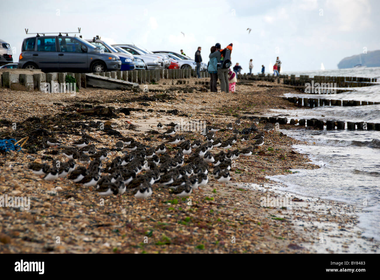 The solent uk birds hi-res stock photography and images - Alamy