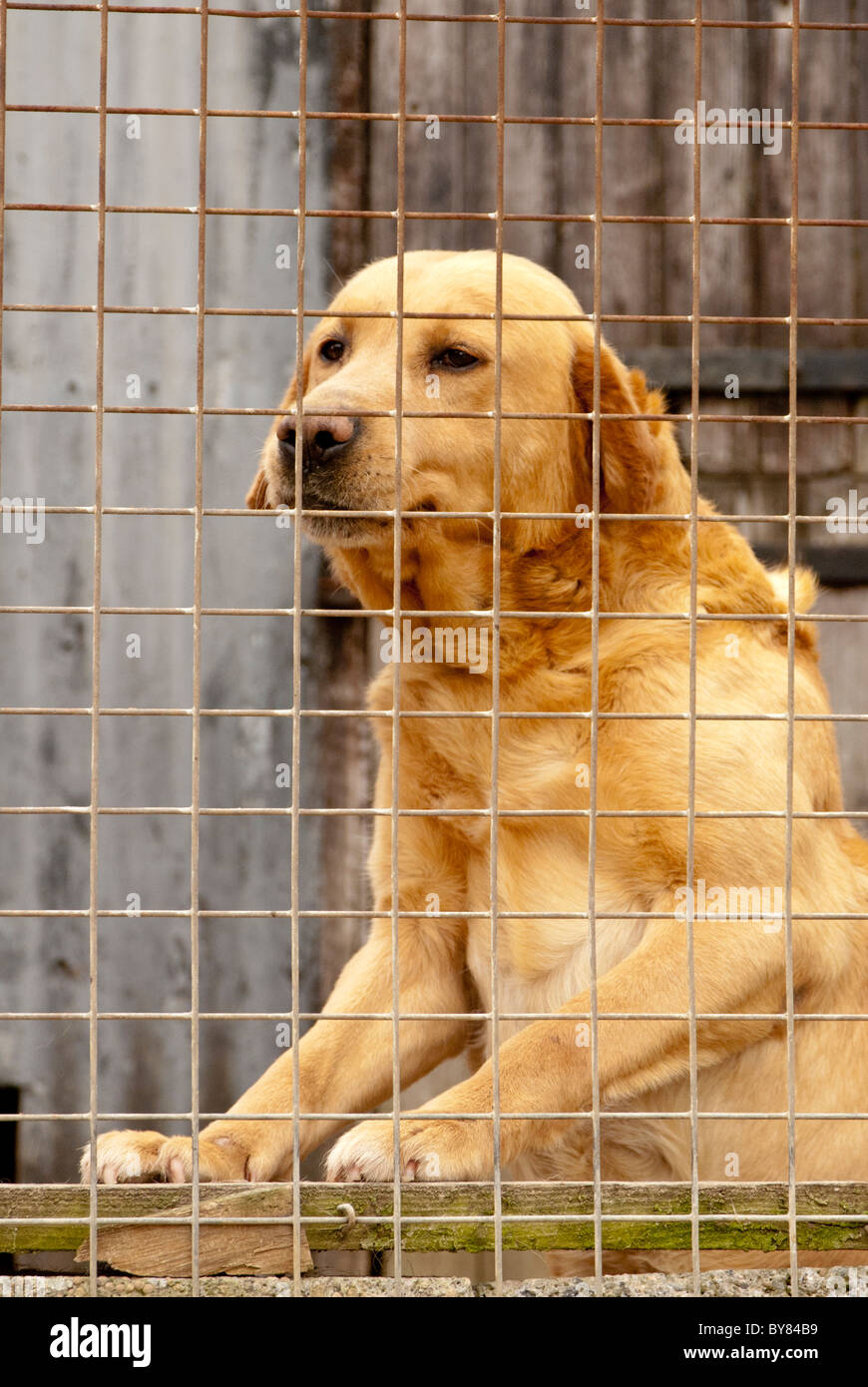 Labrador in cage hi-res stock photography and images - Alamy