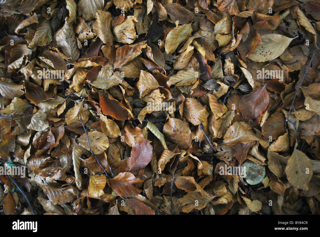 Seamless pattern dried leaves hi-res stock photography and images - Alamy