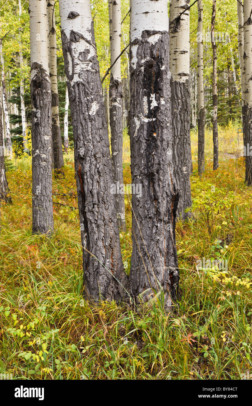 Aspen trees, populus tremuloides, Jasper National Park, Alberta, Canada ...