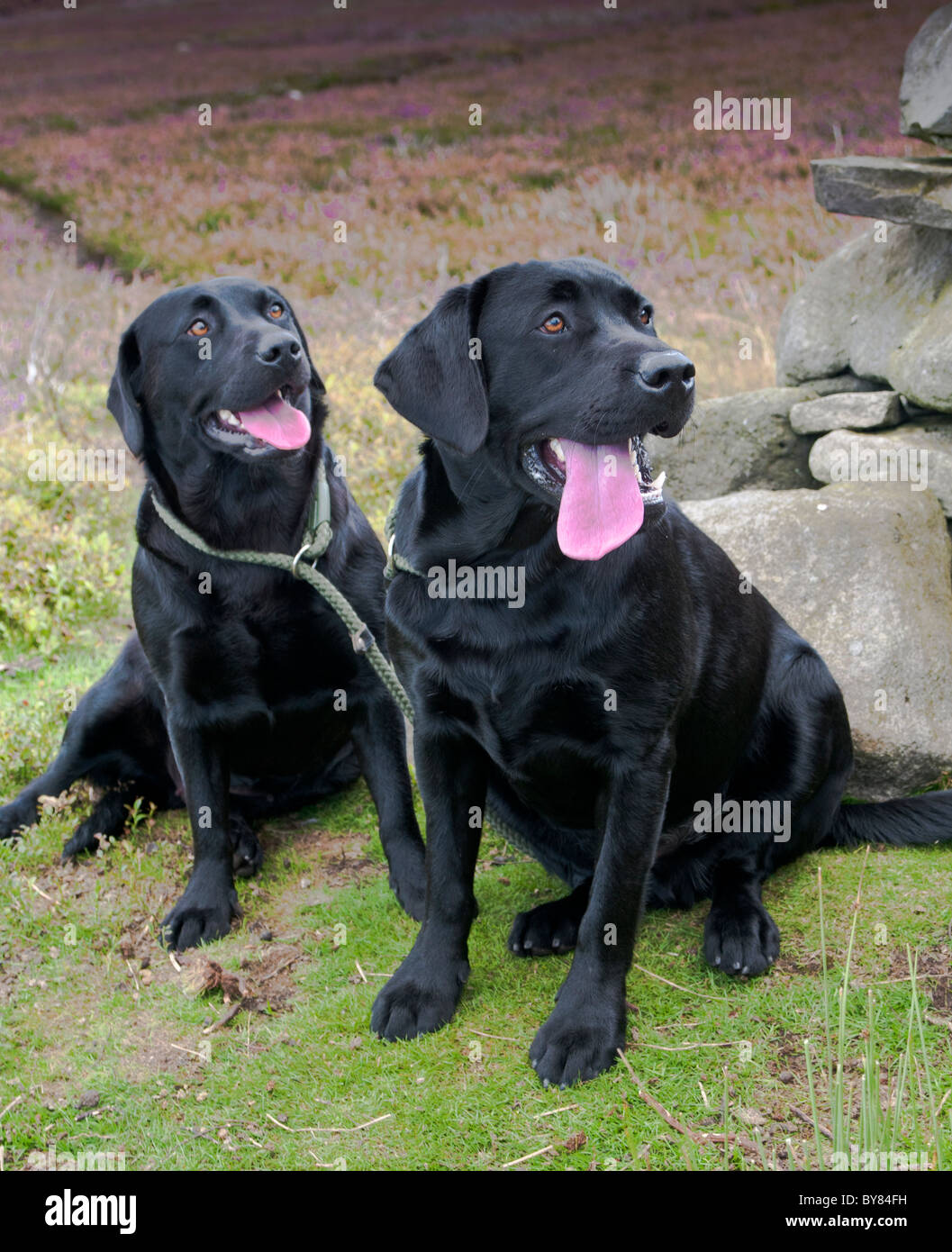 Two Black labradors on a grouse shoot waiting for their owner Stock ...