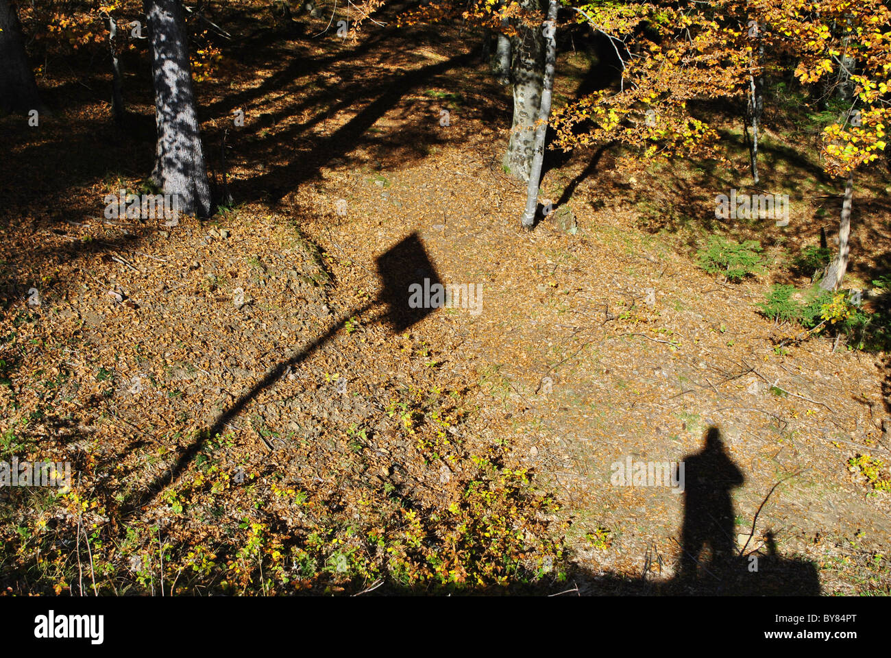 human shadow in the larch forest Stock Photo - Alamy