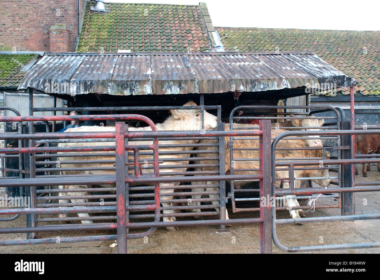 Cattle being numbered before auction Stock Photo - Alamy