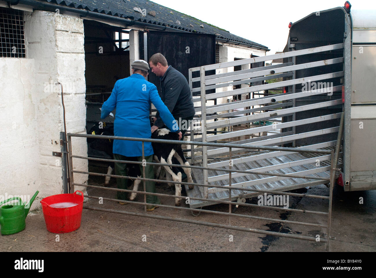 Farmer cattle auction hi-res stock photography and images - Alamy
