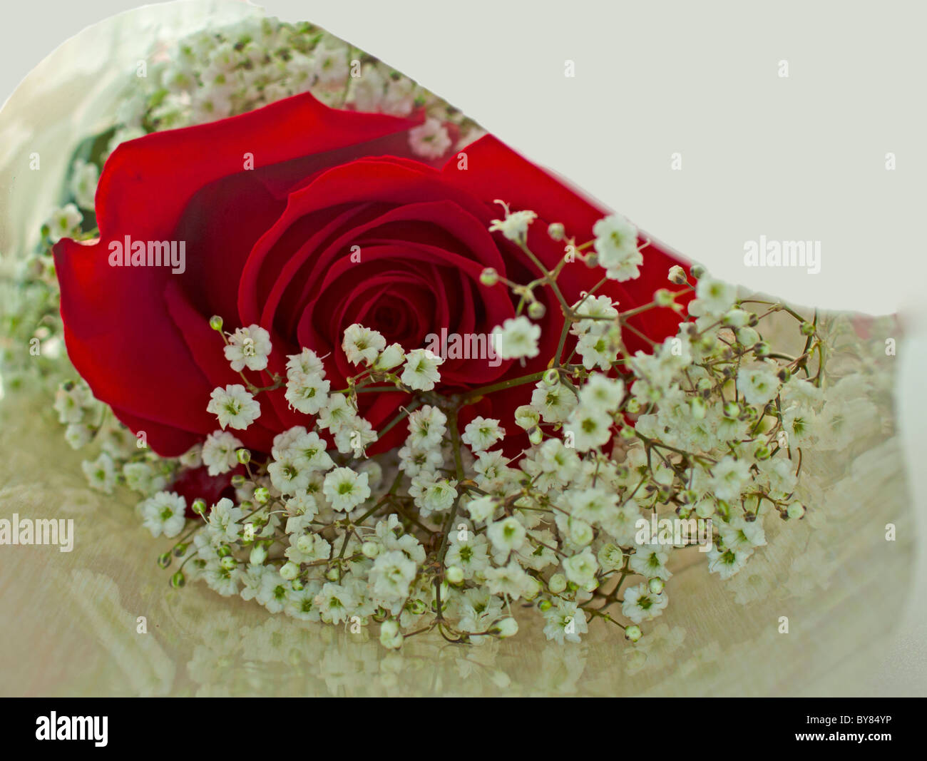 Rose bouquet inside hi-res stock photography and images - Alamy