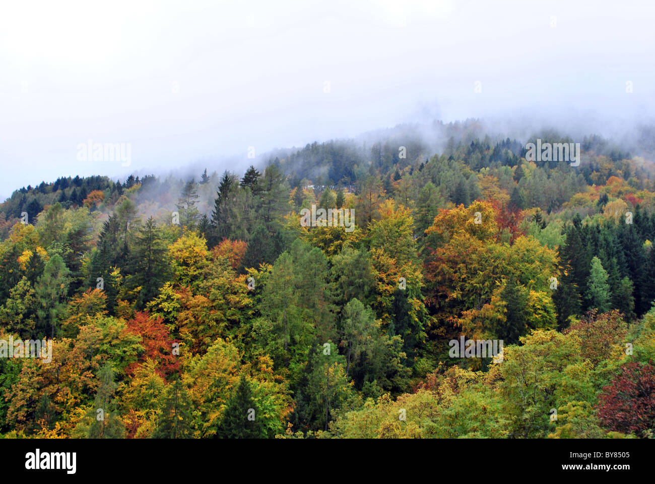 Autumn trees in the mist Stock Photo - Alamy