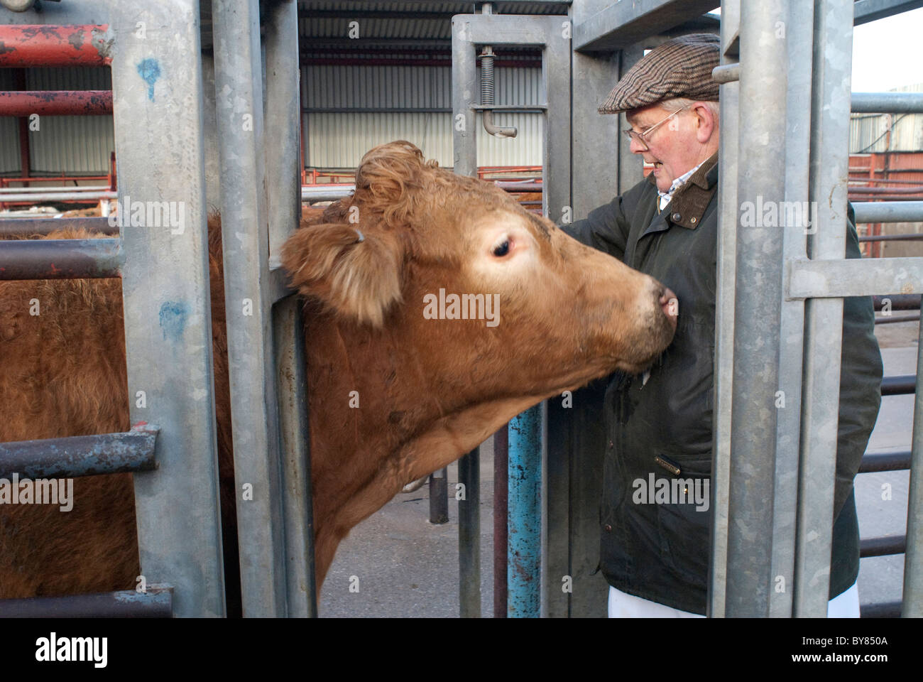 cattle in crusher next to market staff Stock Photo - Alamy