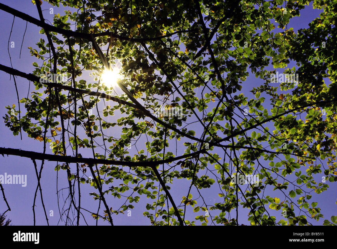 Hazel alder tree hi-res stock photography and images - Alamy