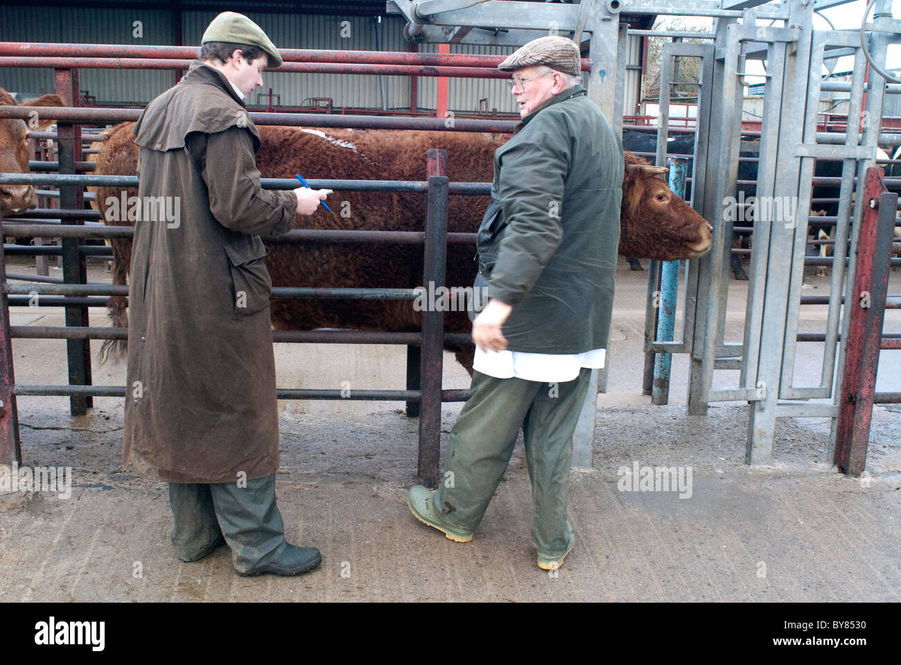 Cattle auction hi-res stock photography and images - Alamy