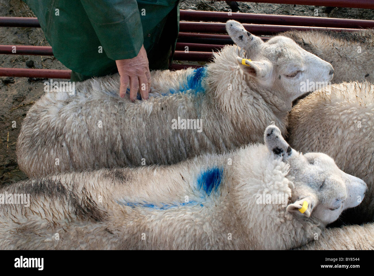 Sizing up sheep hi-res stock photography and images - Alamy