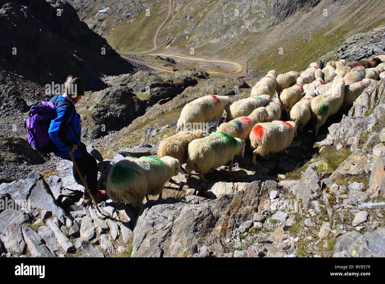 Sheep ranching hi-res stock photography and images - Alamy