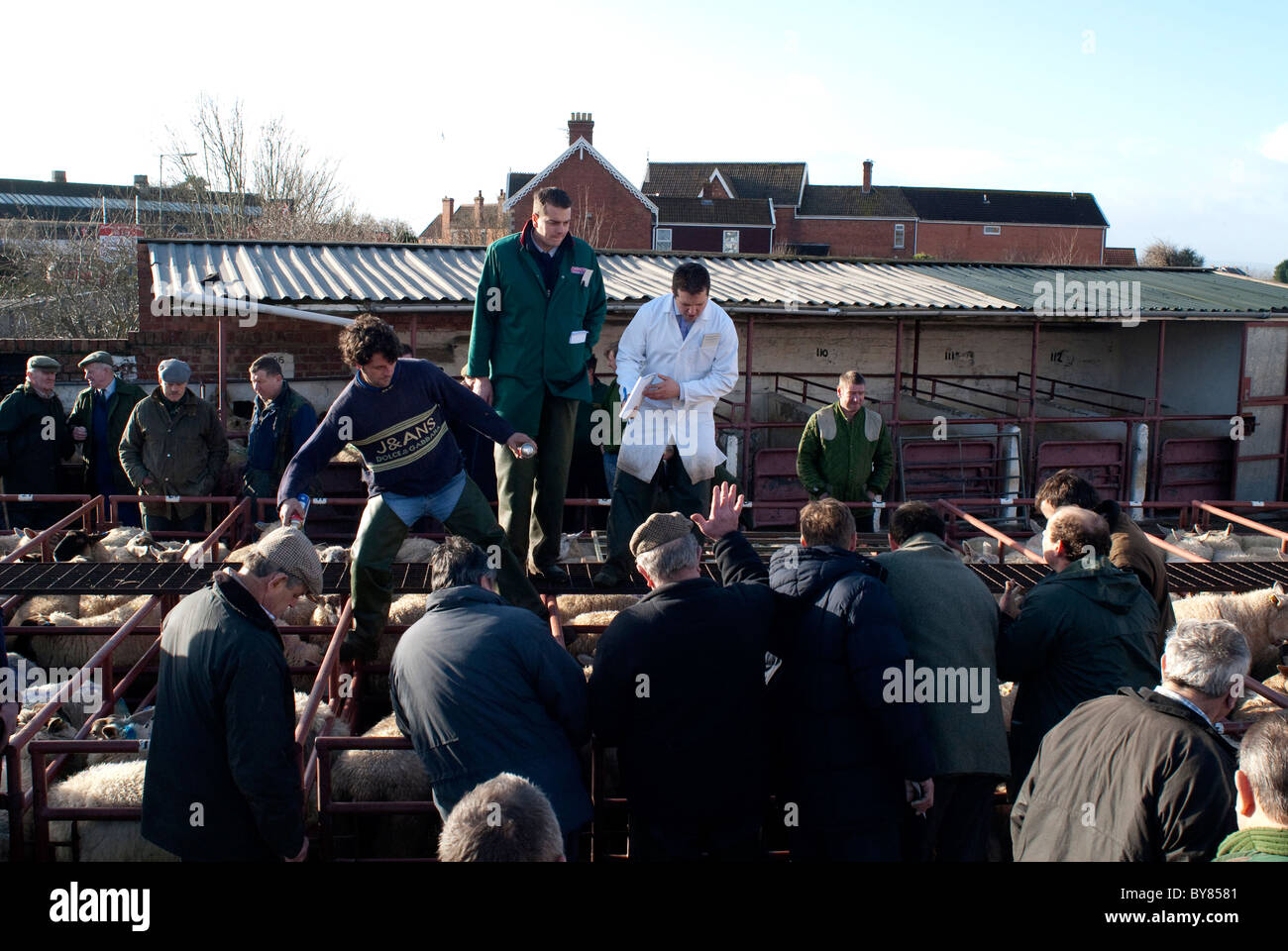 Sheep auction with auctioneers, drover and farmers bidding Stock Photo ...