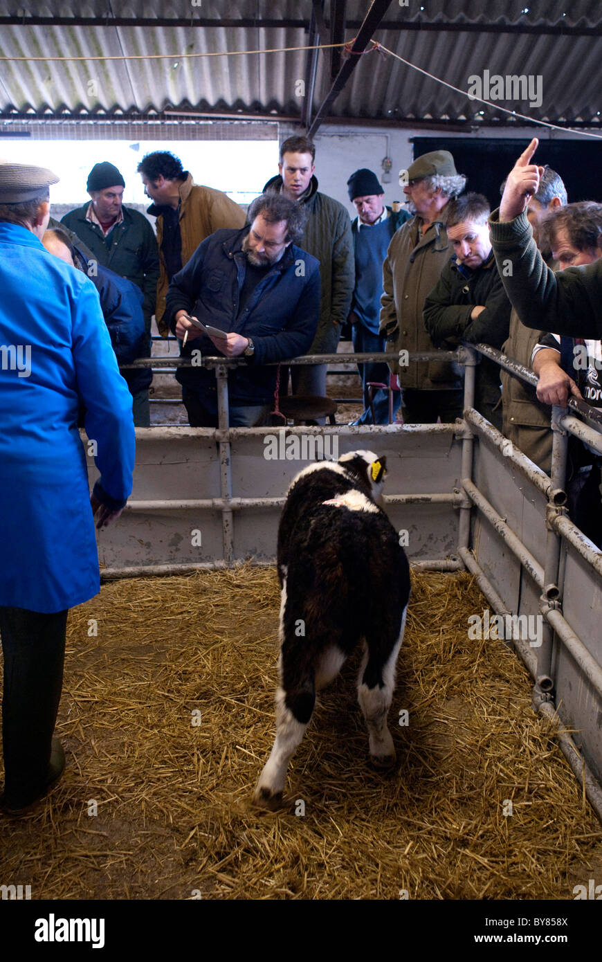 Highbridge livestock market hi-res stock photography and images - Alamy