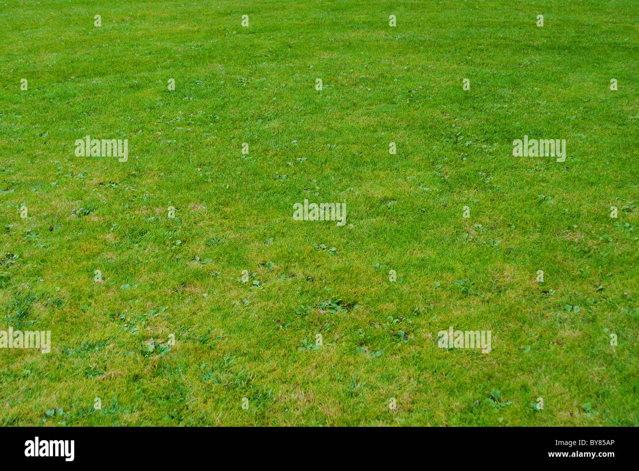 green grass texture Stock Photo - Alamy