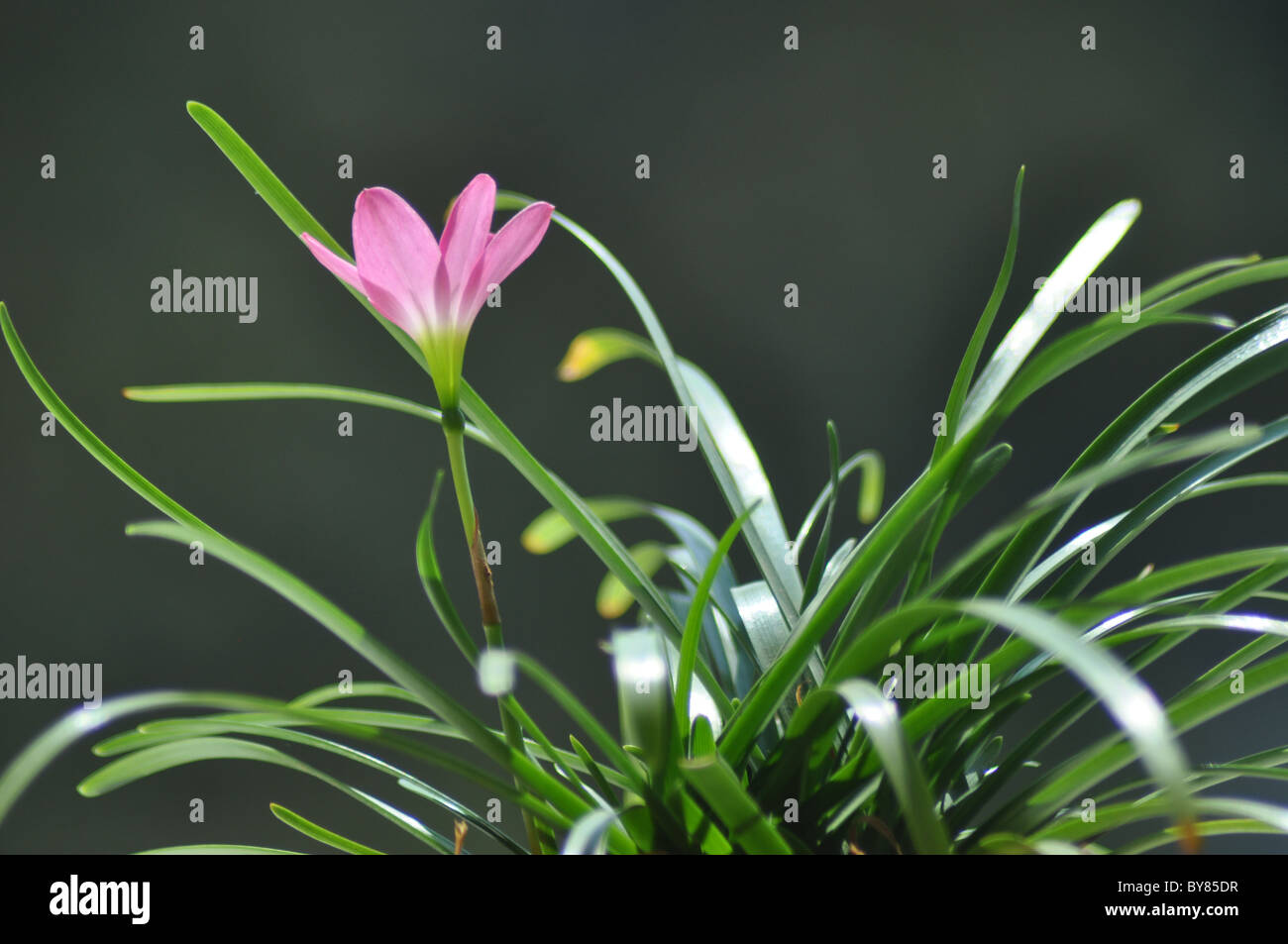 A wild small lilly Stock Photo - Alamy
