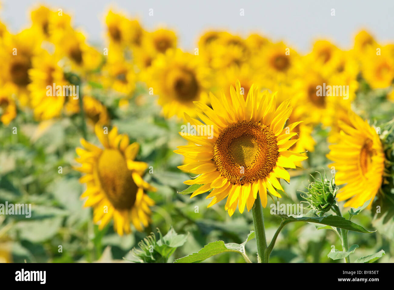 Ripe sunflower plant garden seeds hi-res stock photography and images ...