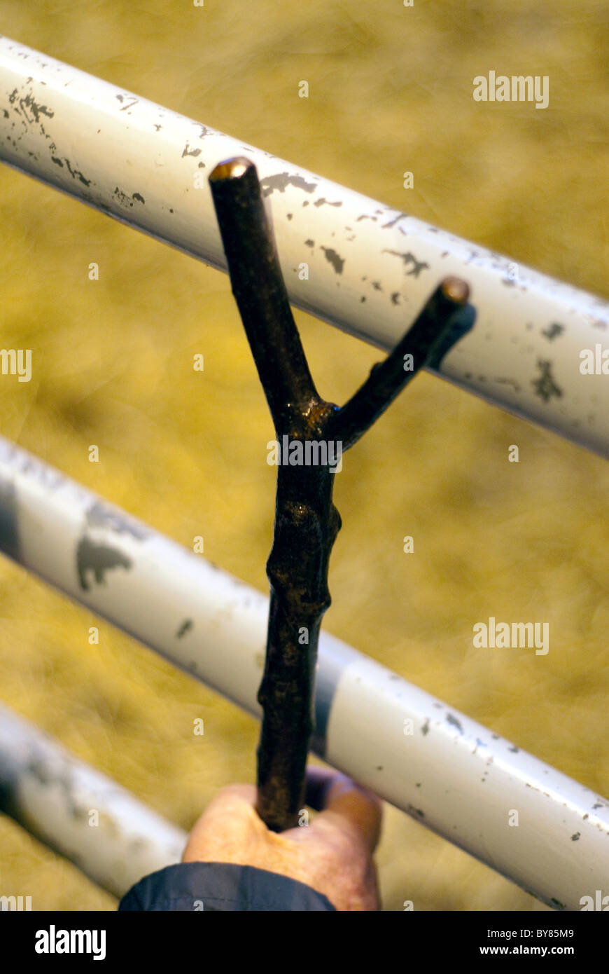 Shepherd's crook held by farmer at cattle ring at livestock market ...