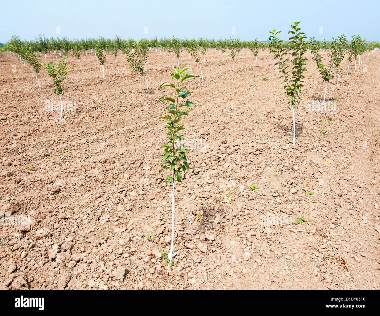 Spring garden with young fruit trees Stock Photo - Alamy