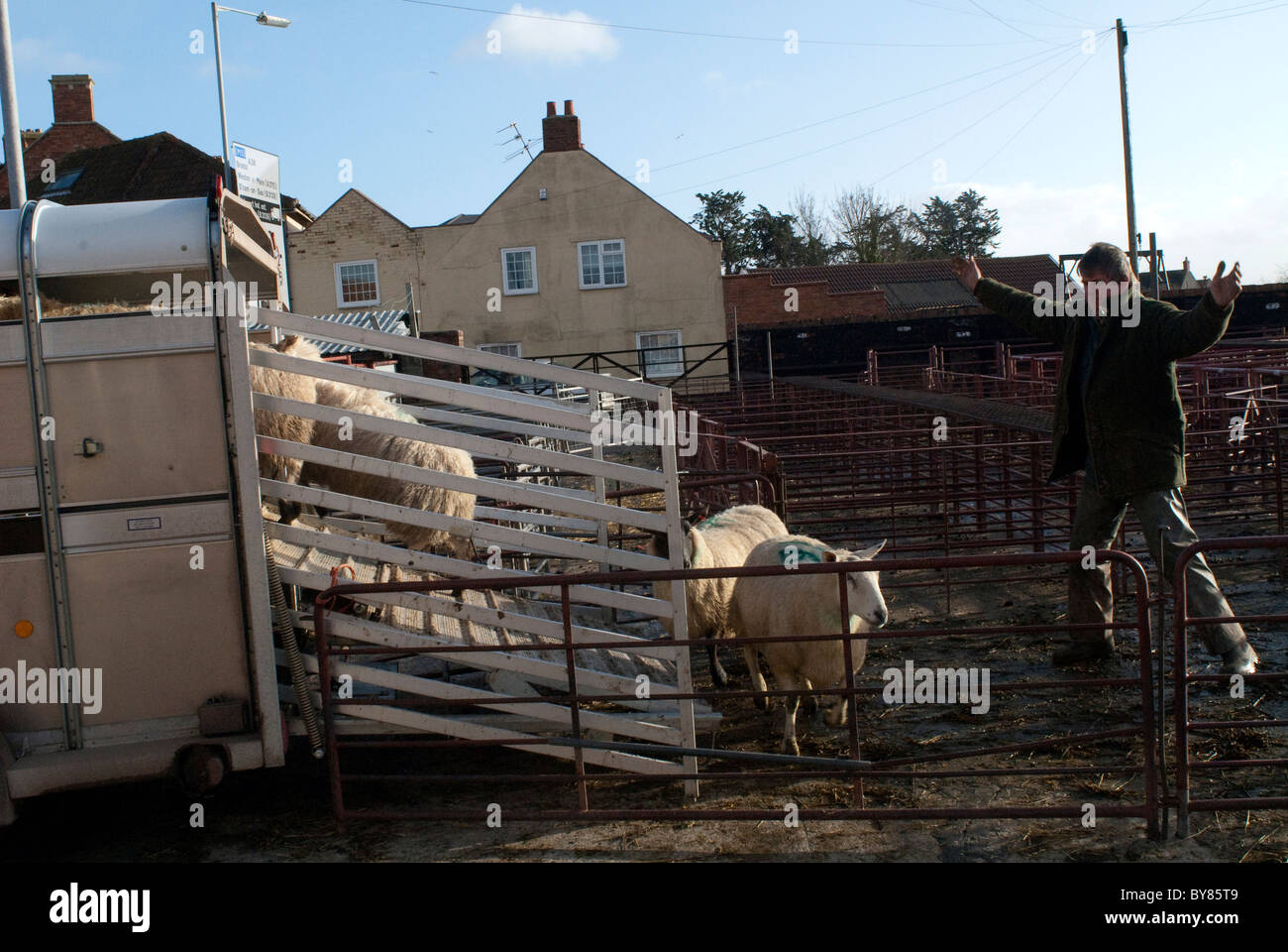Loading sheep onto a trailor at the sheep auction Stock Photo - Alamy