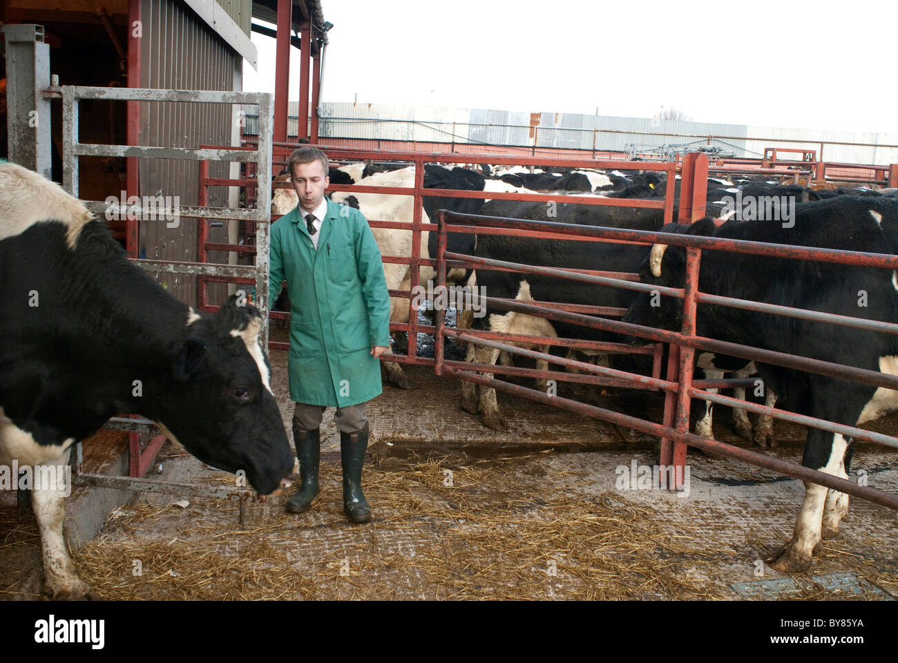 Auction staff lets dairy cattle out of auction ring Stock Photo - Alamy