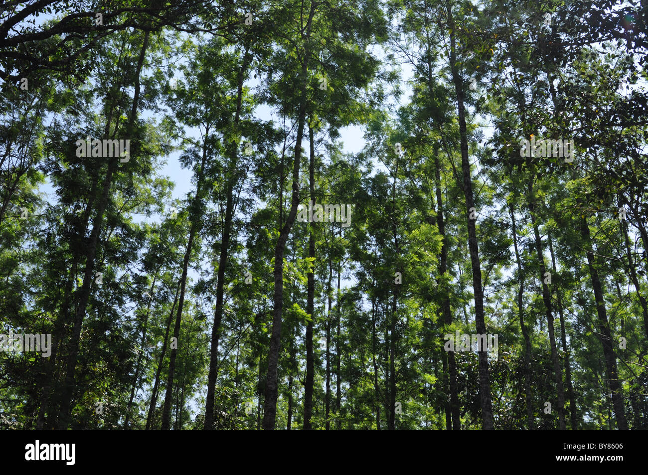 Shade trees in a coffee plantation Stock Photo - Alamy