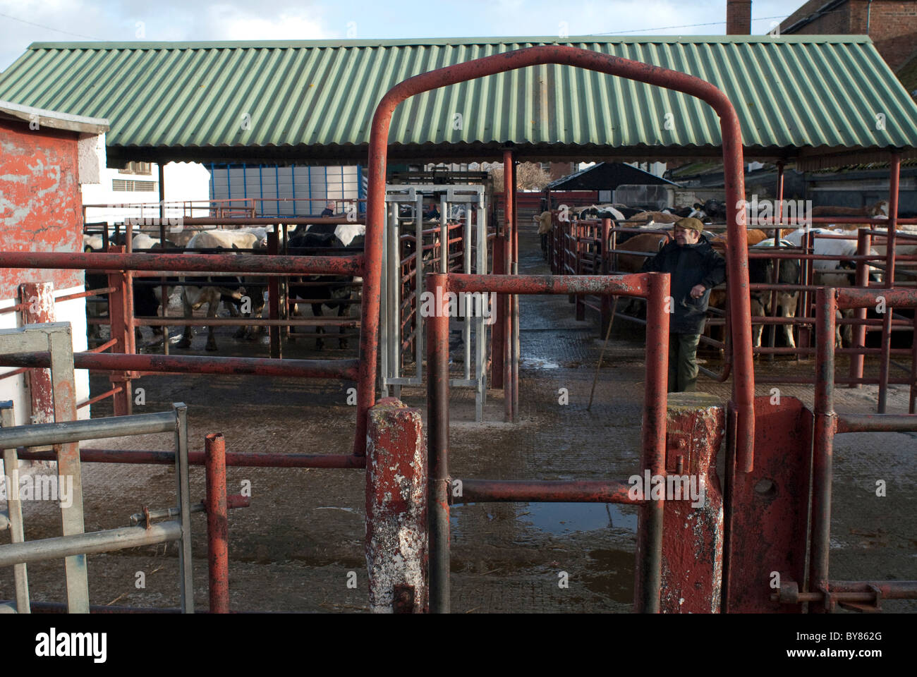 Drover cattle hi-res stock photography and images - Alamy