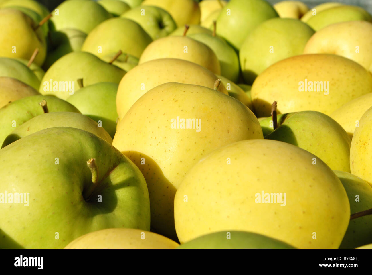 Few yellow apples hi-res stock photography and images - Alamy