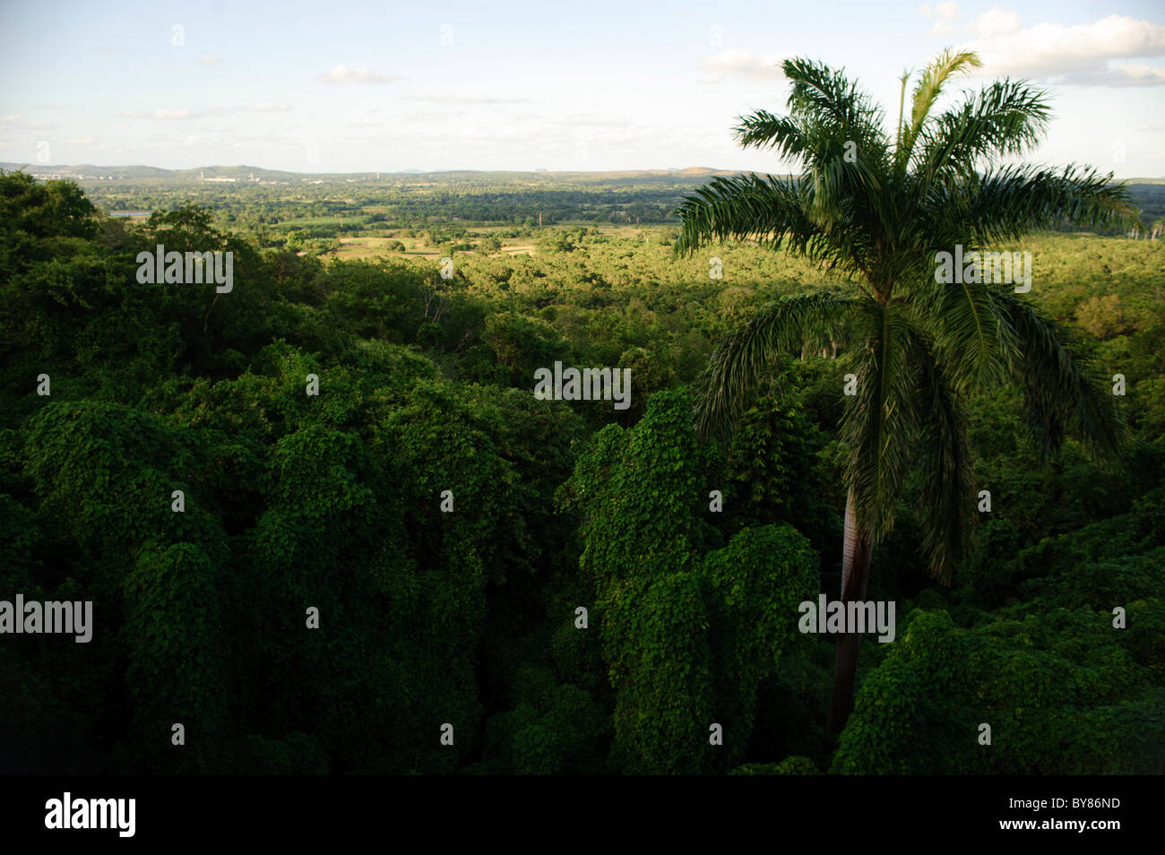 Cuban landscape with palmtree Stock Photo - Alamy