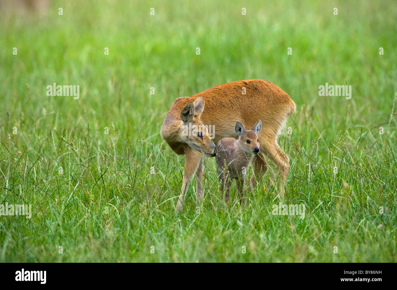 Chinese Water Deer Hydropotes inermis female with fawn Stock Photo - Alamy