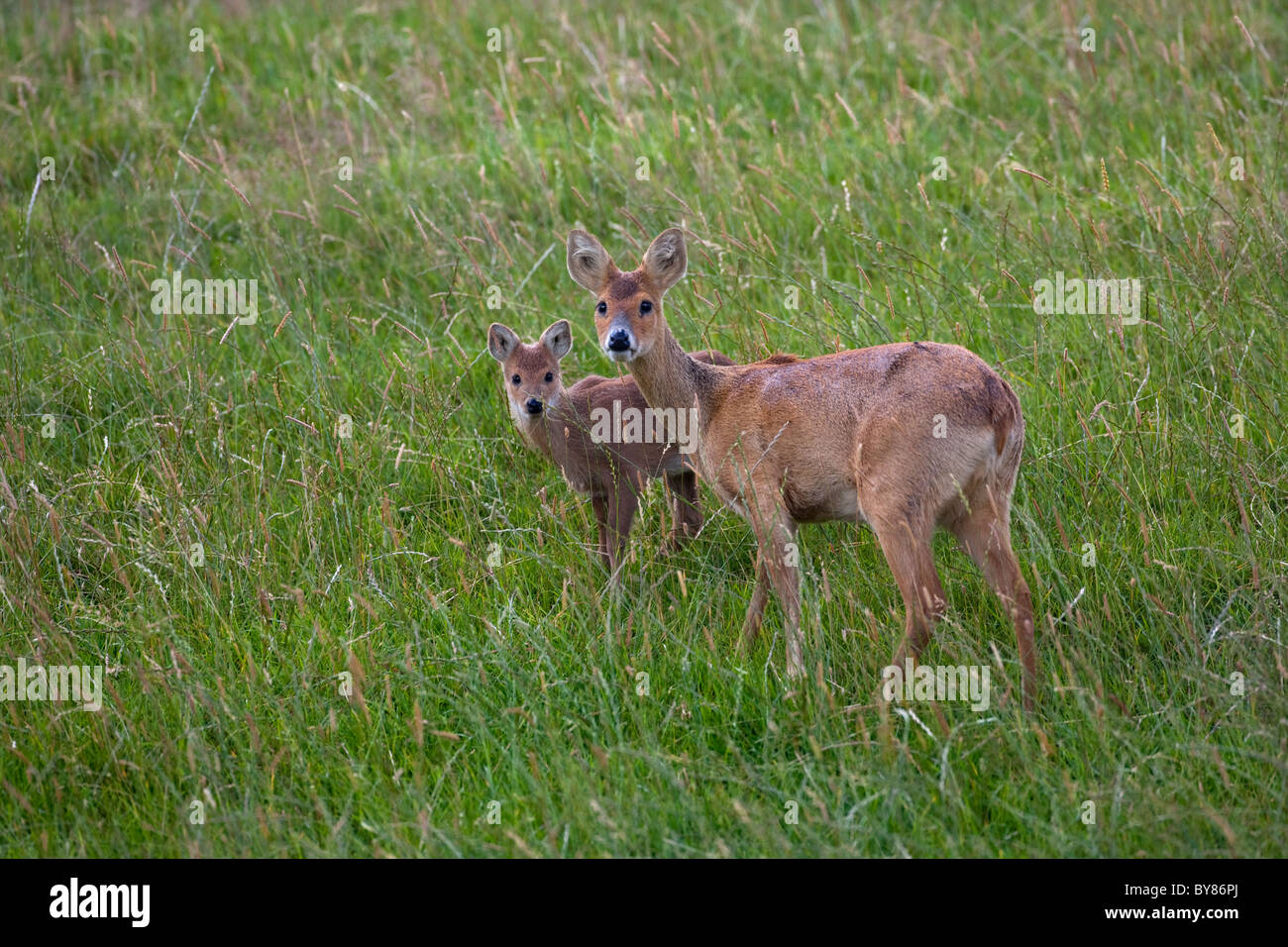 Grasssland High Resolution Stock Photography and Images - Alamy