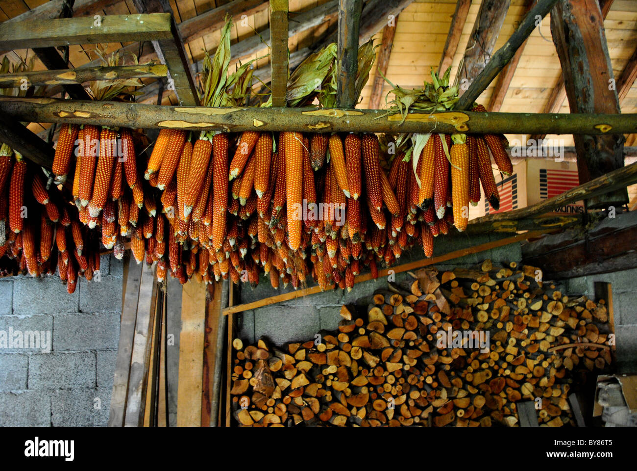 red and yellow ears of corn under the roof Stock Photo - Alamy
