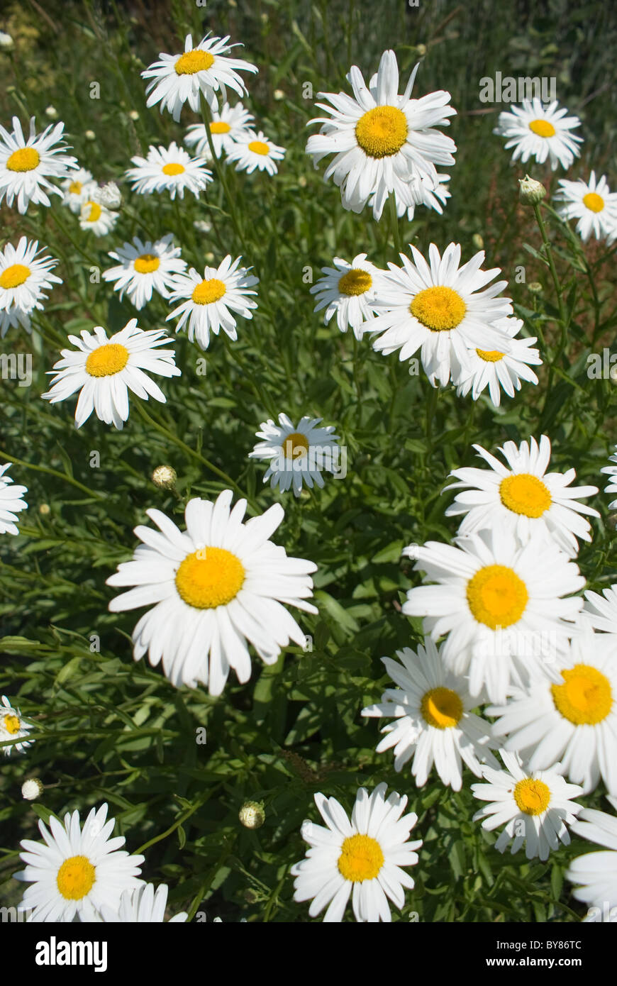 Full of daisy hi-res stock photography and images - Alamy