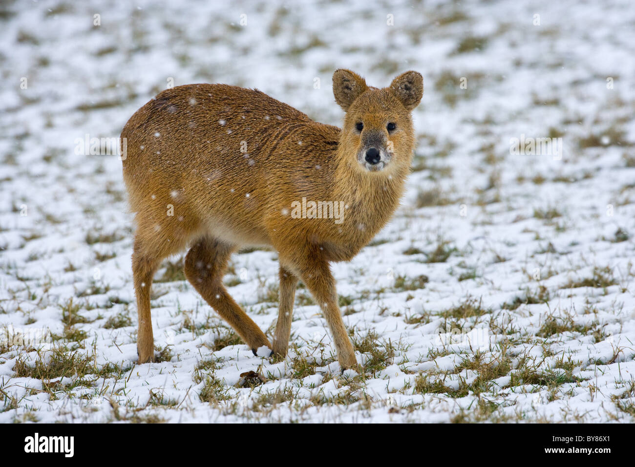 Hydropotes inermis uk hi-res stock photography and images - Alamy