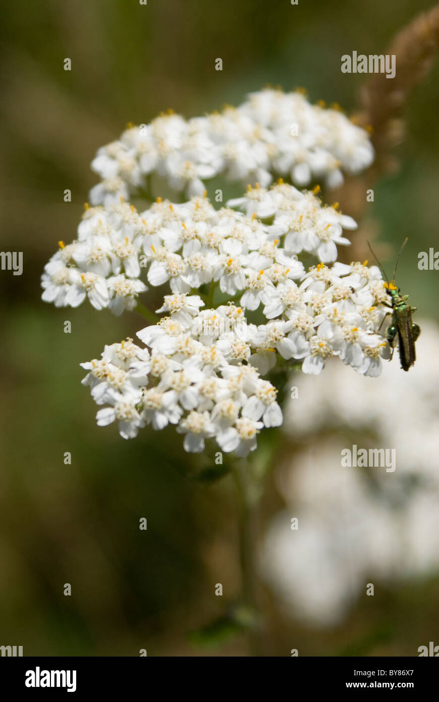 Close up shot of insect on a flower Stock Photo - Alamy