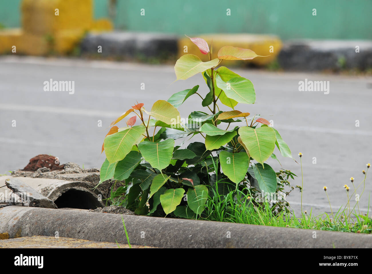 Pipal leaf hi-res stock photography and images - Alamy