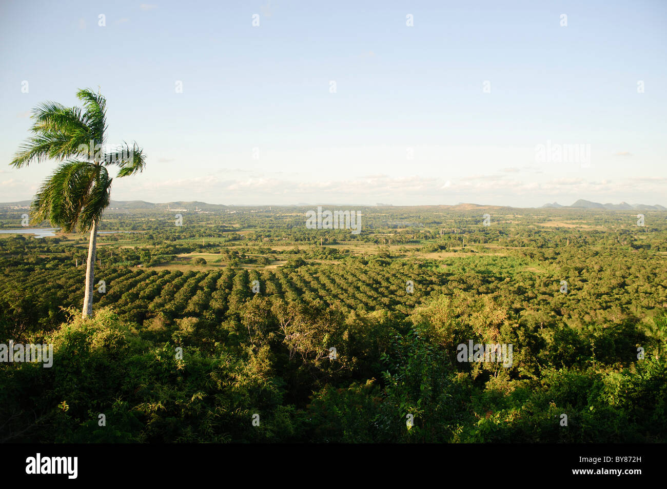 Cuban landscape with palmtree with wind Stock Photo - Alamy