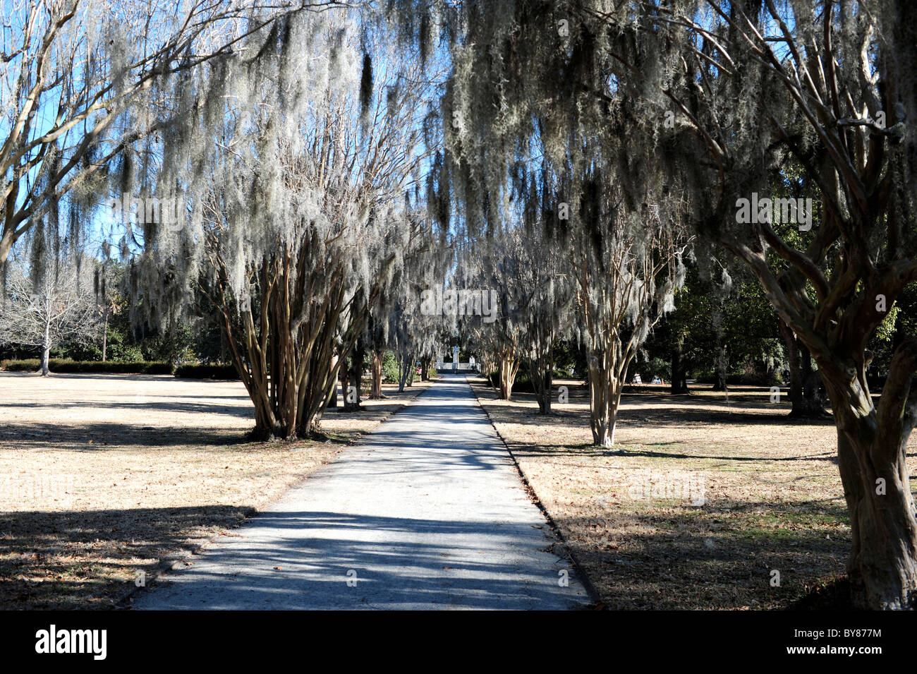 Silver gray moss path Stock Photo - Alamy
