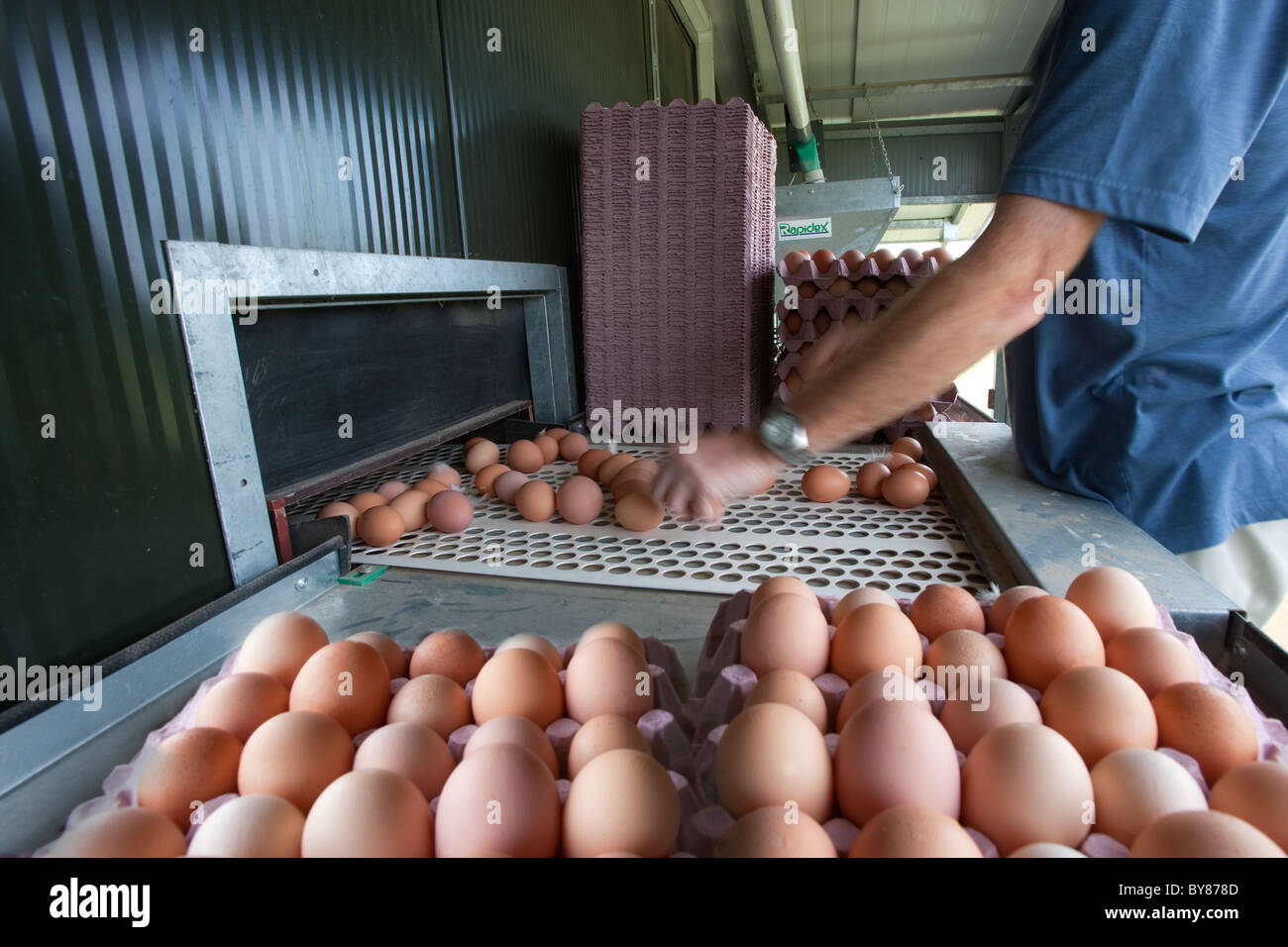 Morning egg collection Free-range Organic Chicken flock Stock Photo - Alamy