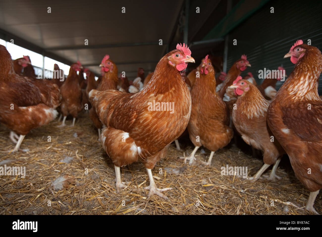 Free-range Organic Chicken flock Stock Photo - Alamy