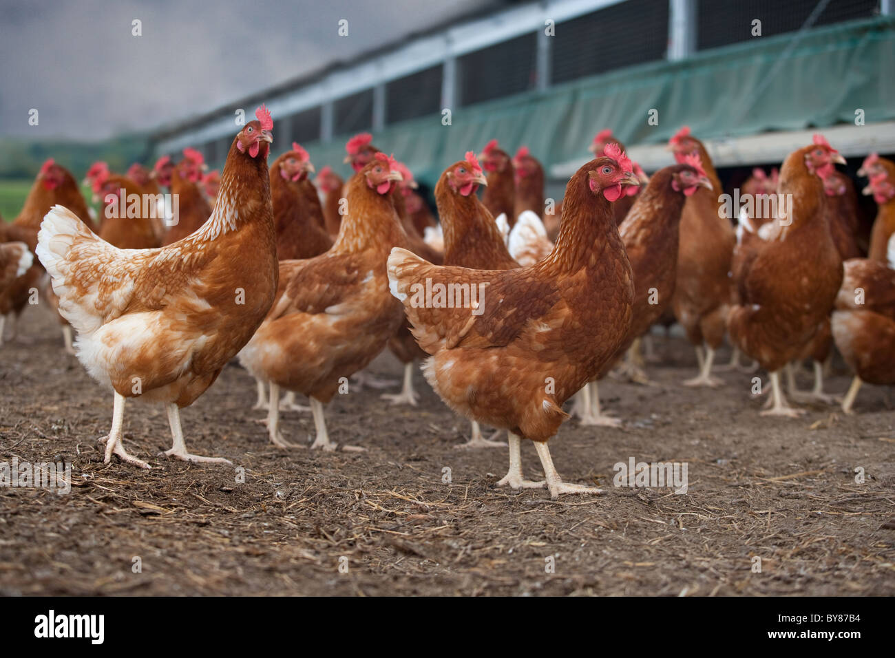 Free-range Organic Chicken flock Stock Photo - Alamy