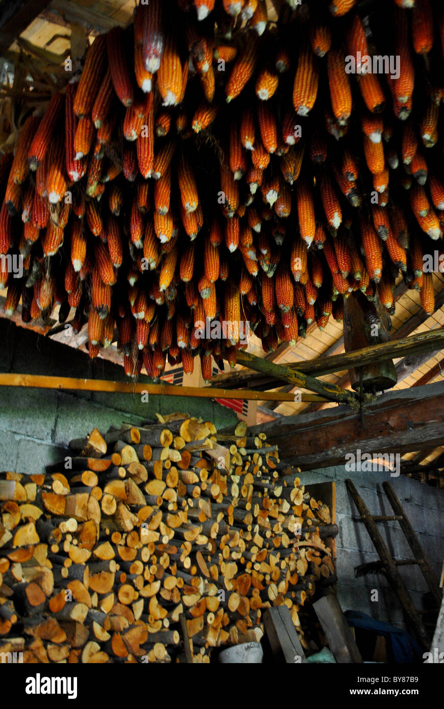cobs of corn red and yellow dry under the roof Stock Photo - Alamy