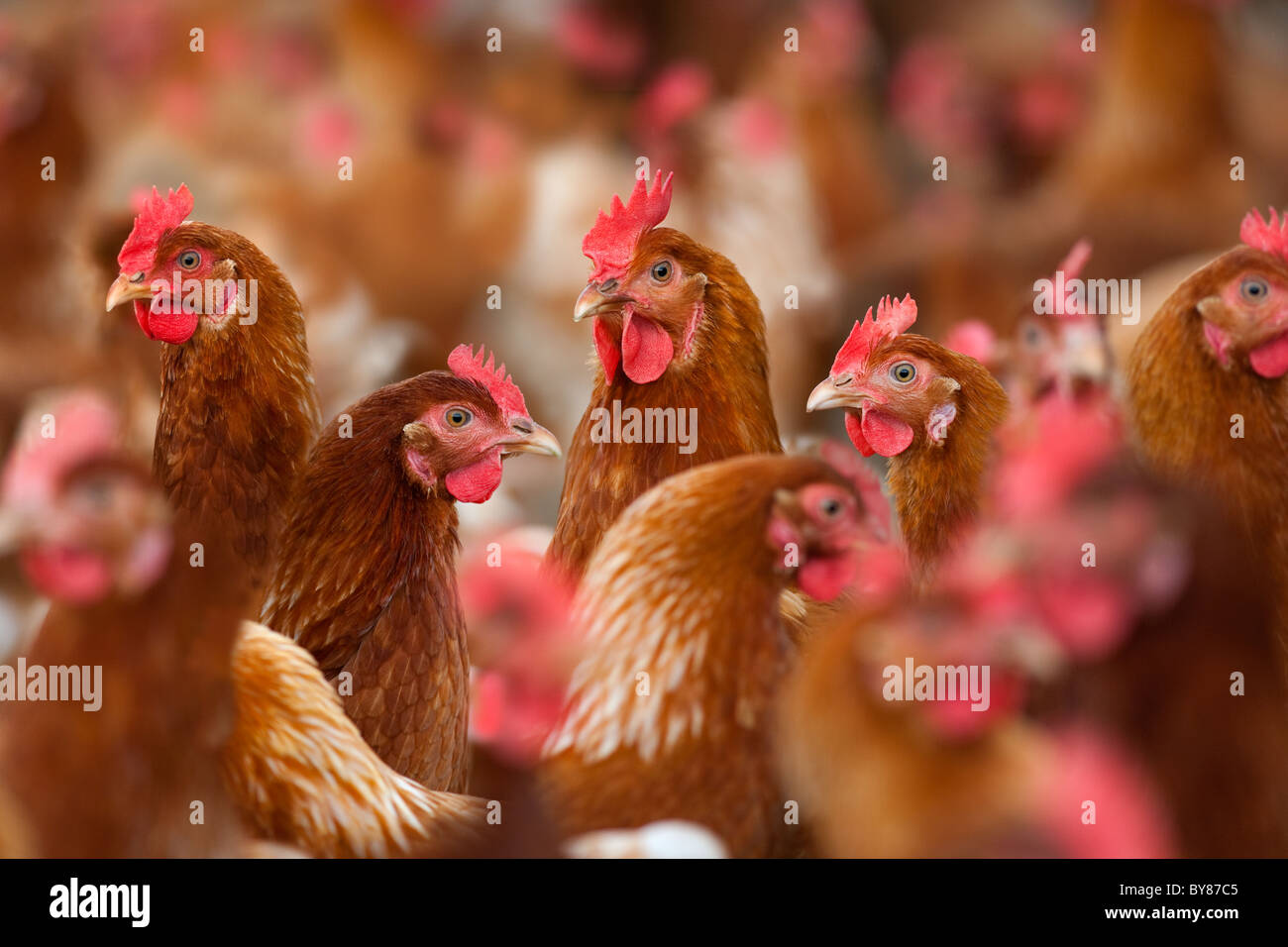 Free-range Organic Chicken flock Stock Photo - Alamy