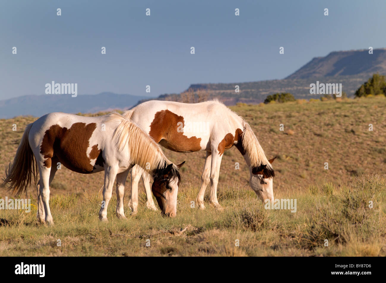 Mesa pinto hi-res stock photography and images - Alamy
