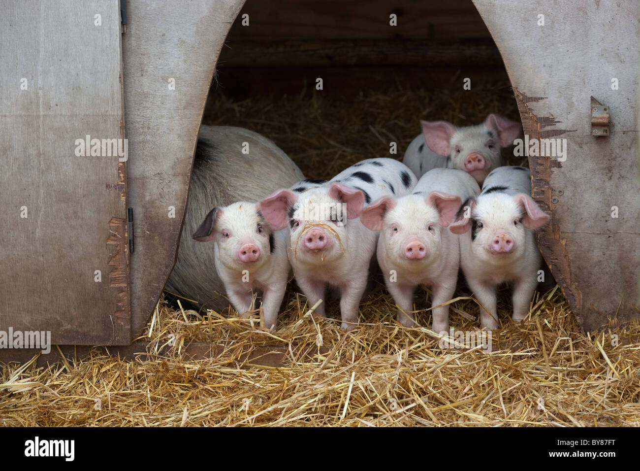 Oldest english breed hi-res stock photography and images - Alamy