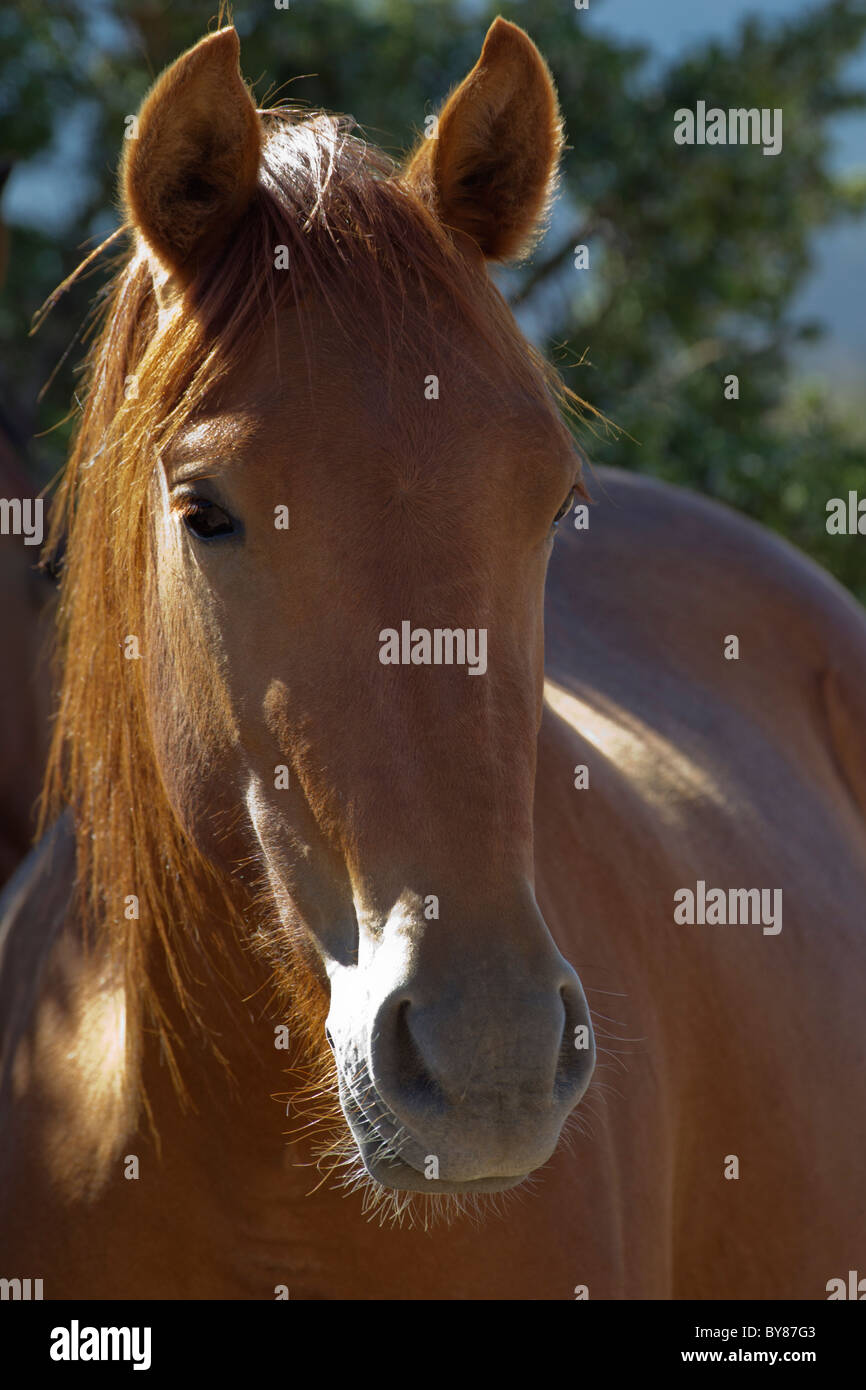 Mustang horse portrait hi-res stock photography and images - Alamy