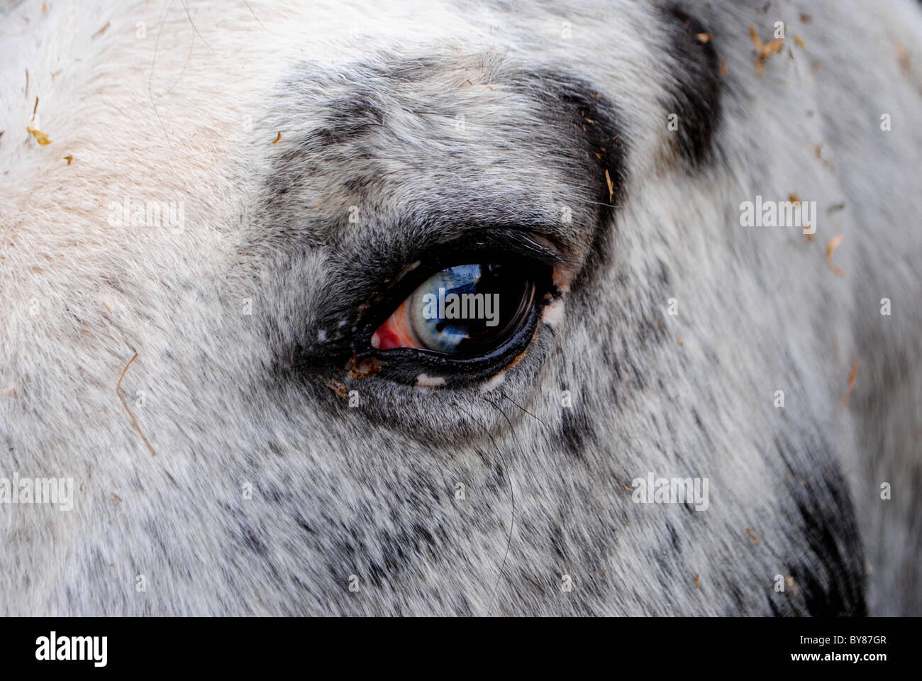 eye of horse curious and sincere Stock Photo - Alamy