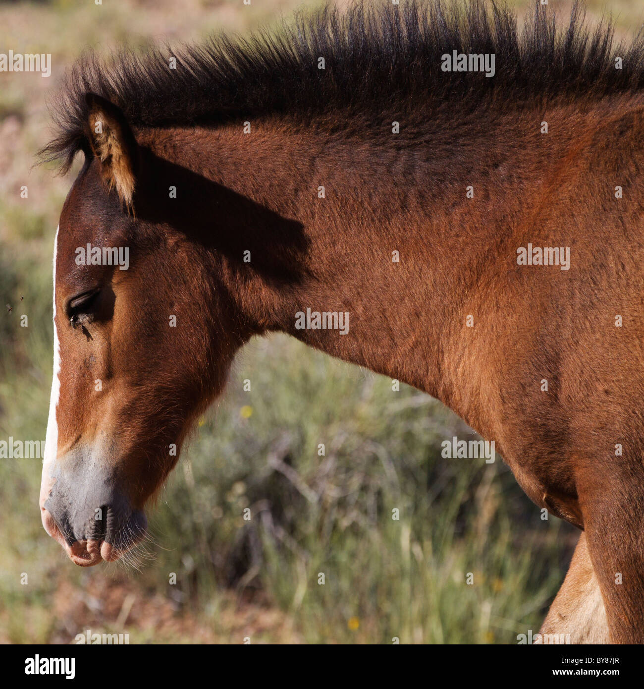 Bay Mustang Foal Closeup Profile Stock Photo - Alamy
