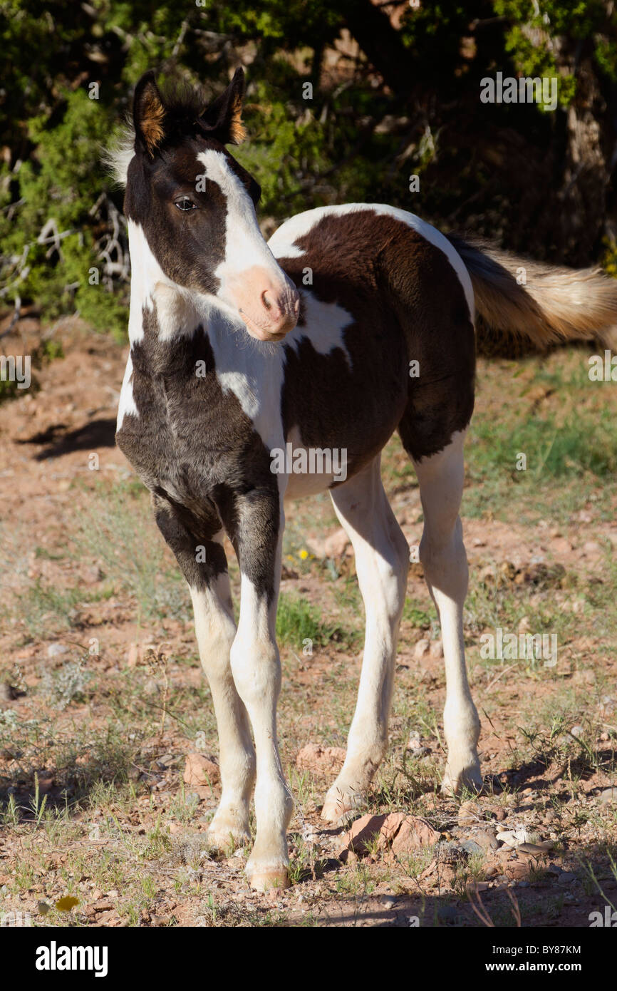 Pinto Mustang Foal, Placitas, New Mexico Stock Photo - Alamy