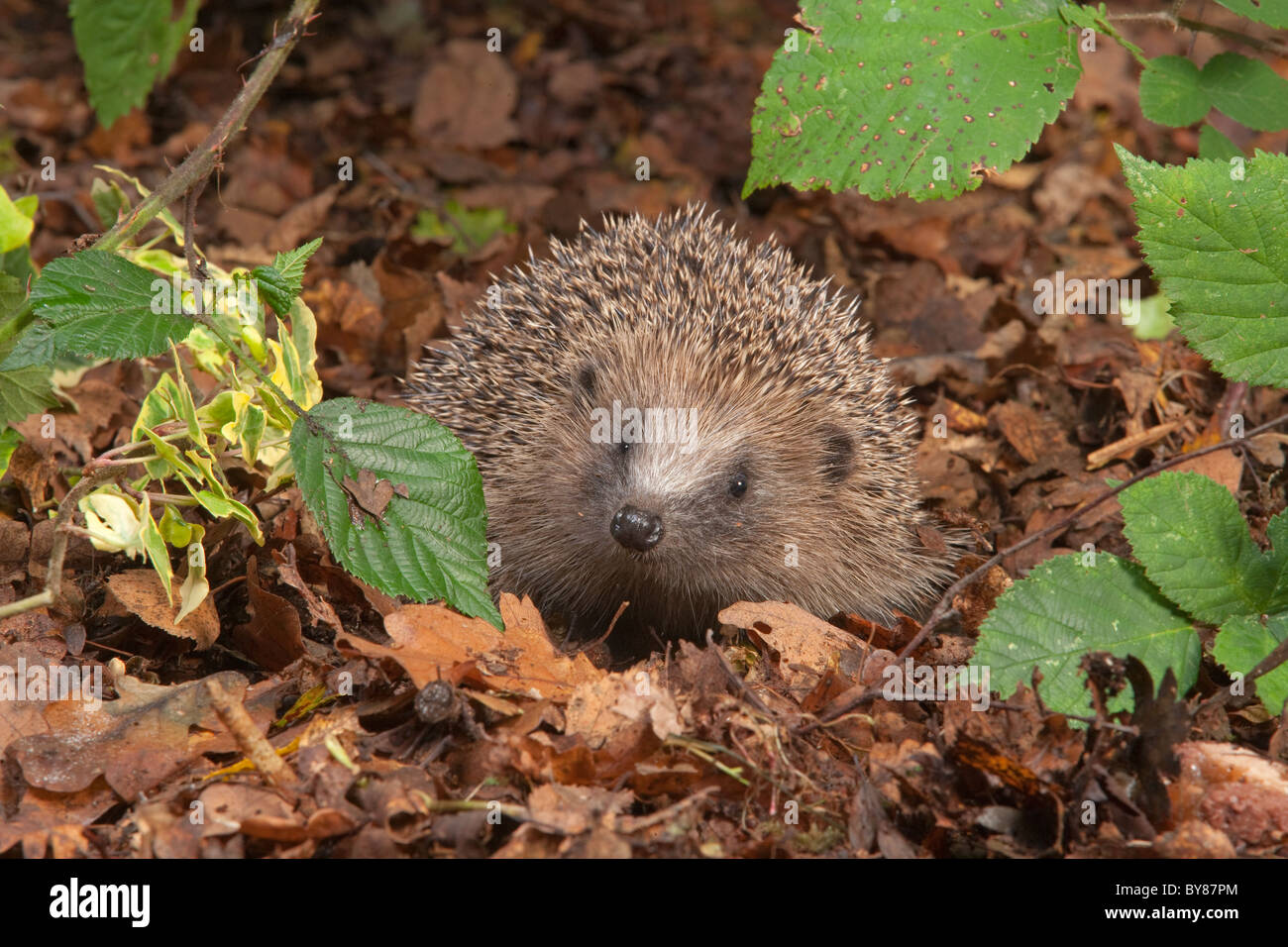 Hedgehog Erinaceus europaeus in garden scene Stock Photo - Alamy